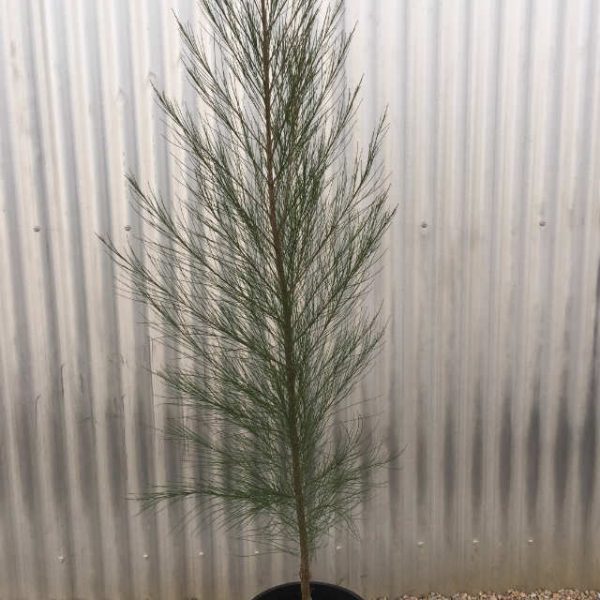 Allocasuarina littoralis - Wholesale Trees | Hillywood Tree Nursery