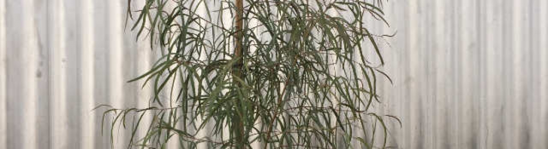Eucalyptus scoparia - Wholesale Trees | Hillywood Tree Nursery